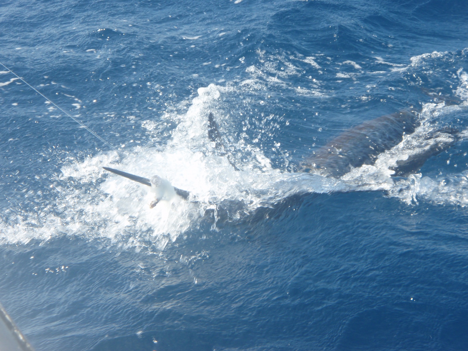 L’espadon : un poisson de rêve
