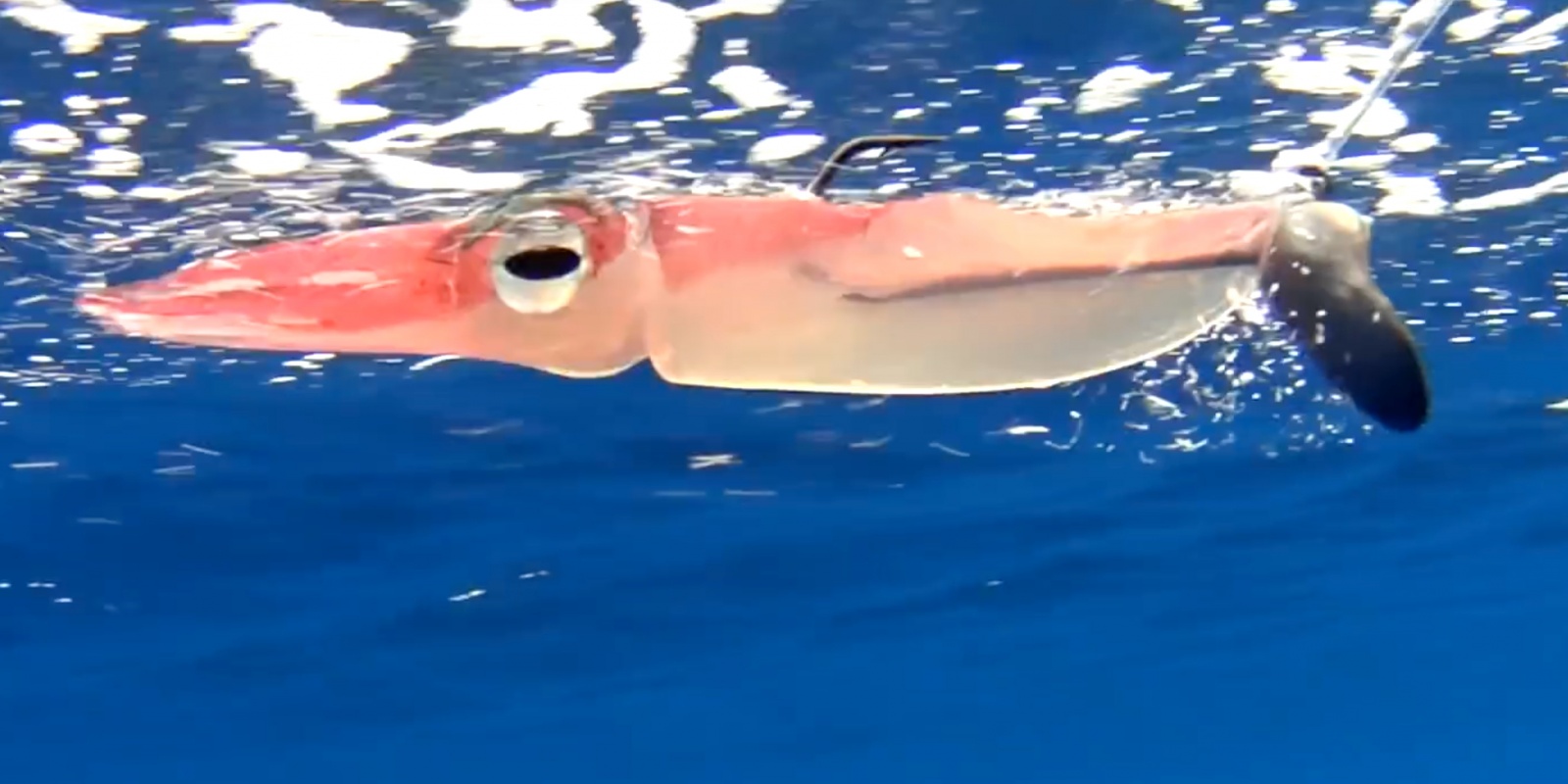 Le Vivo Calamar est une imitation saisissante de vérité