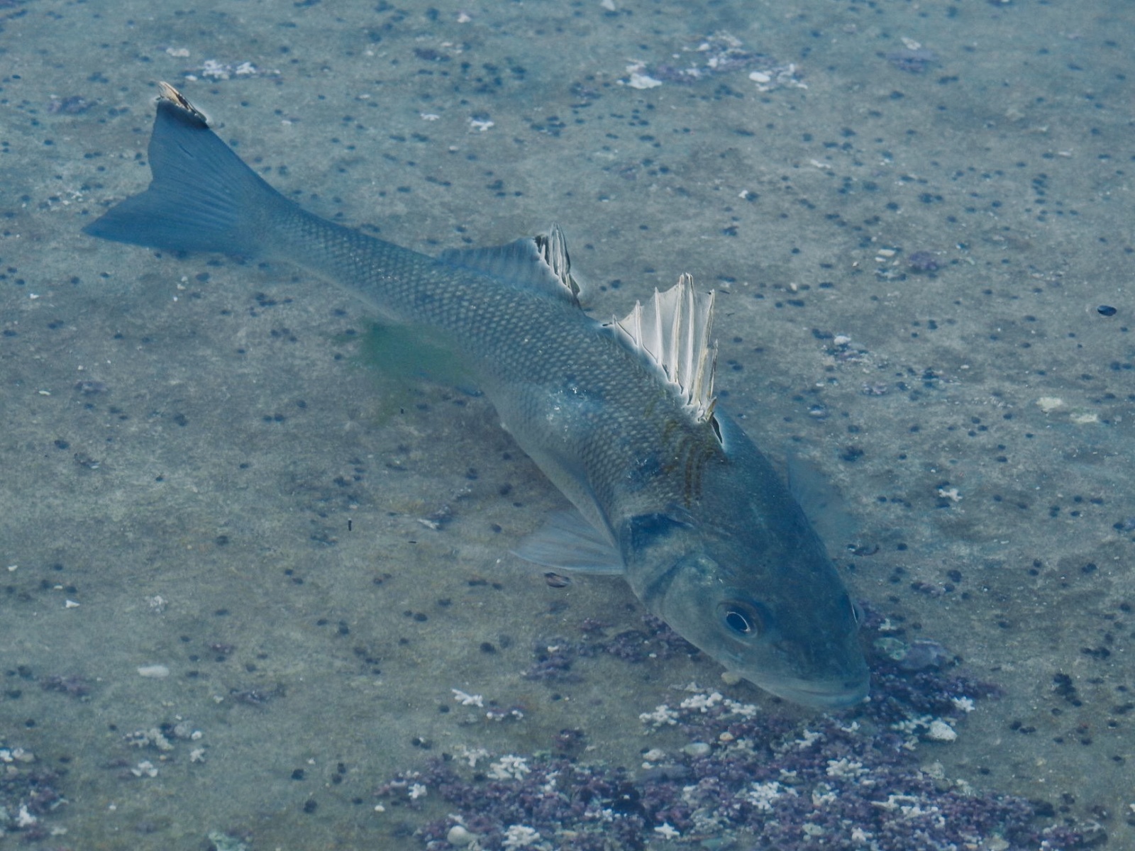 Pêche du loup en Méditerranée : partie 1, leurres classiques & originaux